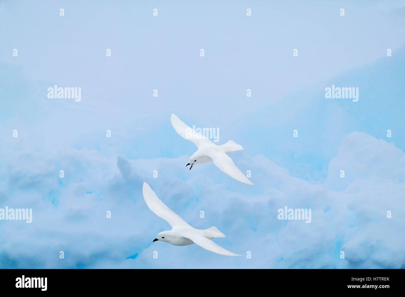 Snow Petrel (Pagodroma nivea) pair flying, Antarctica Stock Photo - Alamy