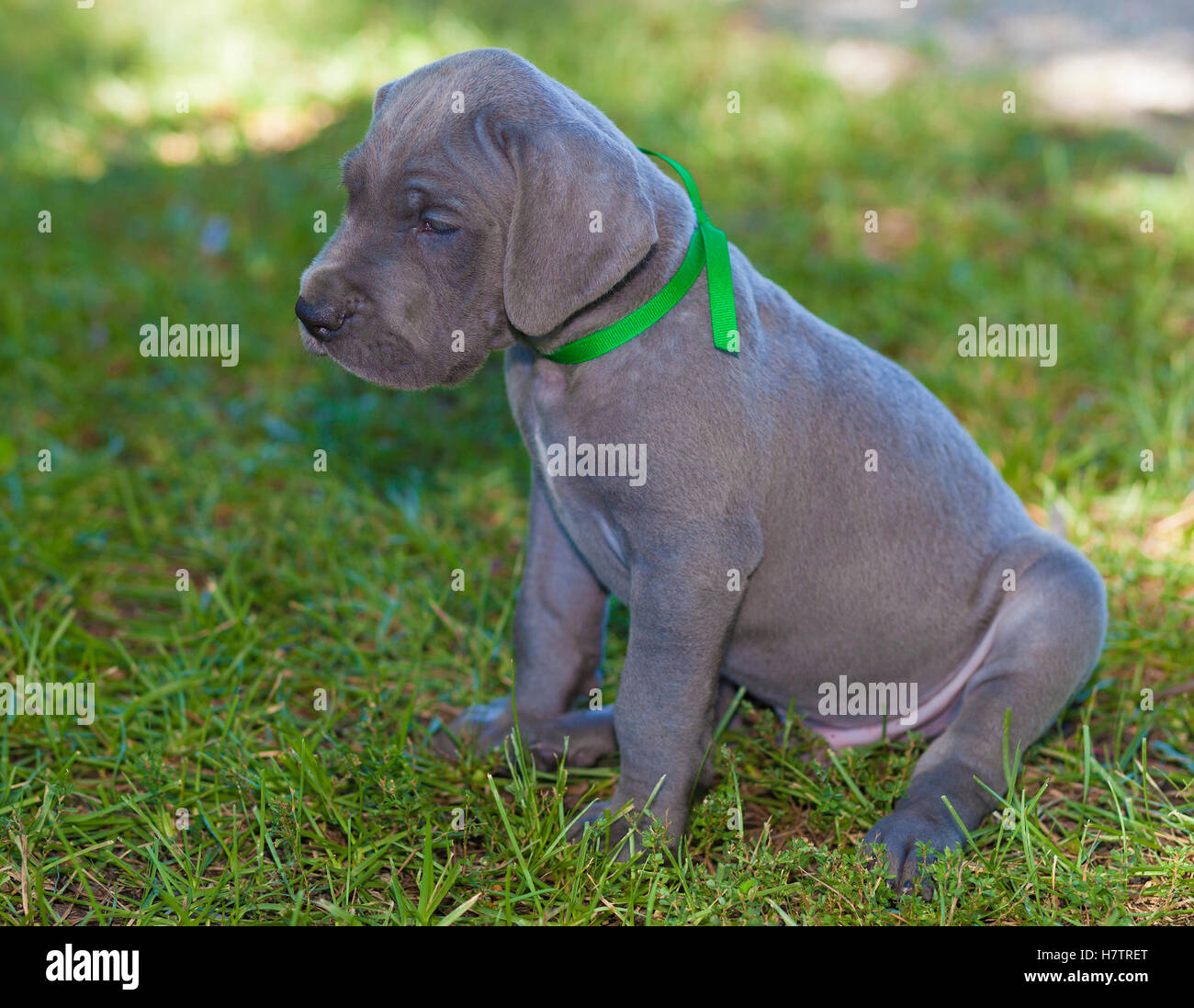 Purebred blue Great Dane puppy sitting on the grass Stock Photo - Alamy