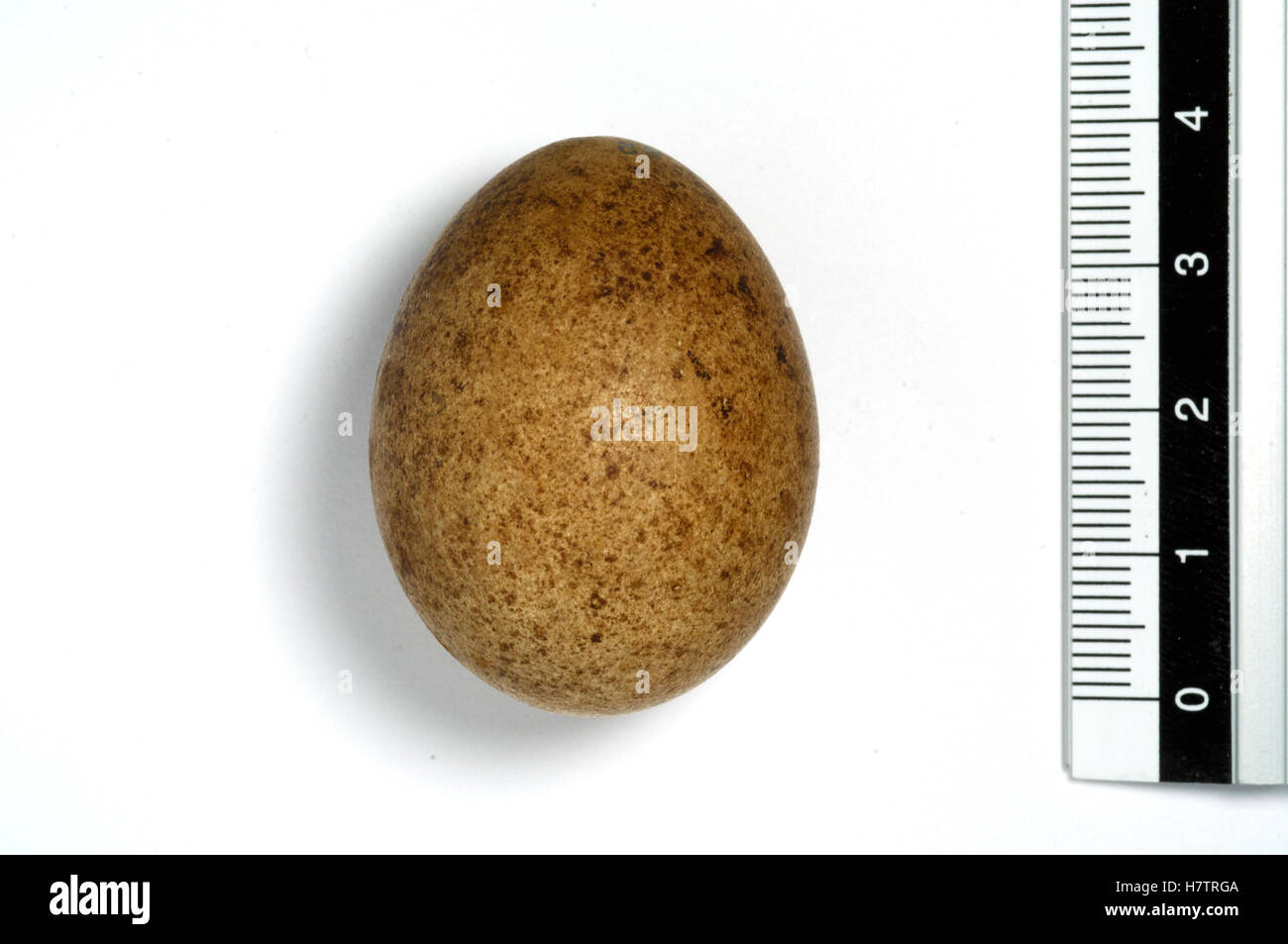 Eurasian Hobby (Falco subbuteo) egg Stock Photo - Alamy