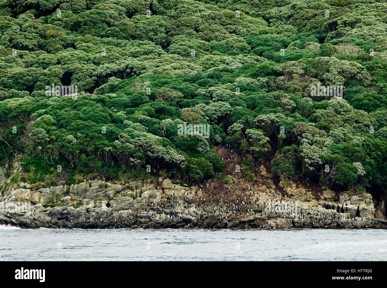 Snares Crested Penguin (Eudyptes robustus) colony along coastline ...