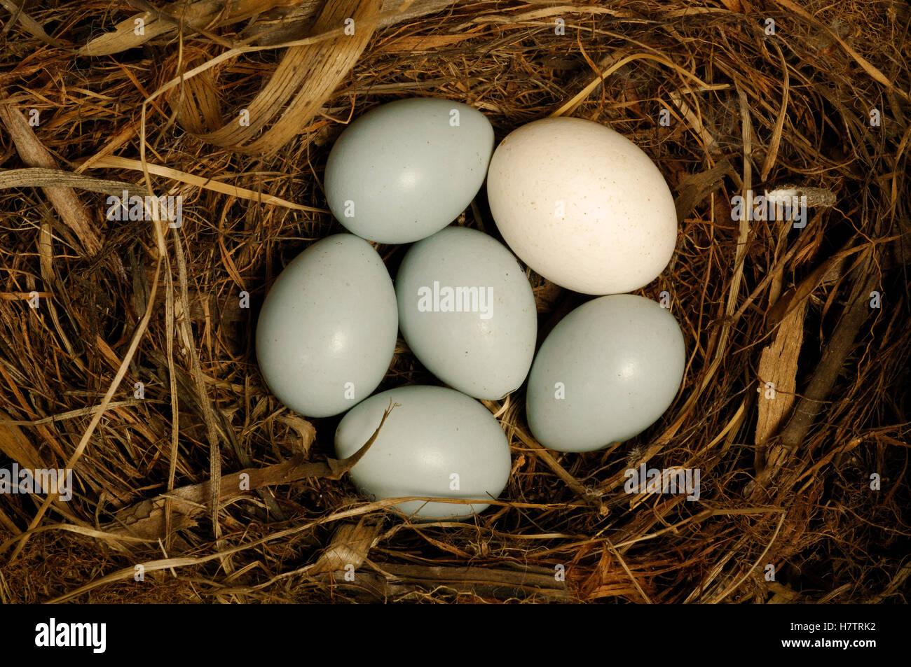 Common Cuckoo (Cuculus canorus) and Dunnock (Prunella modularis) eggs ...