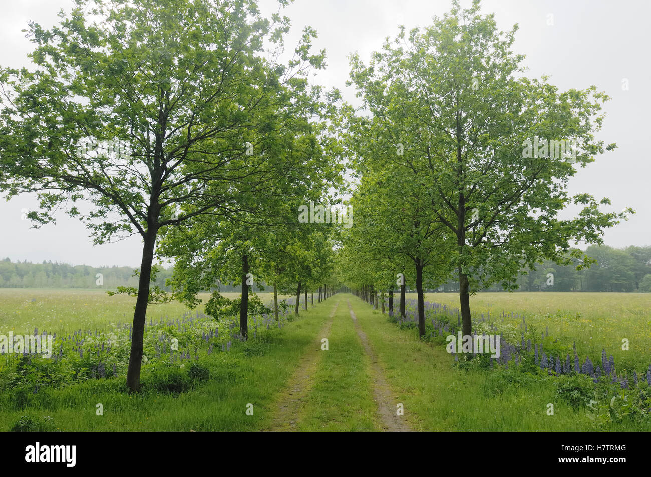 Narrow-leaved Blue Lupin (Lupinus angustifolius) and trees lining a ...