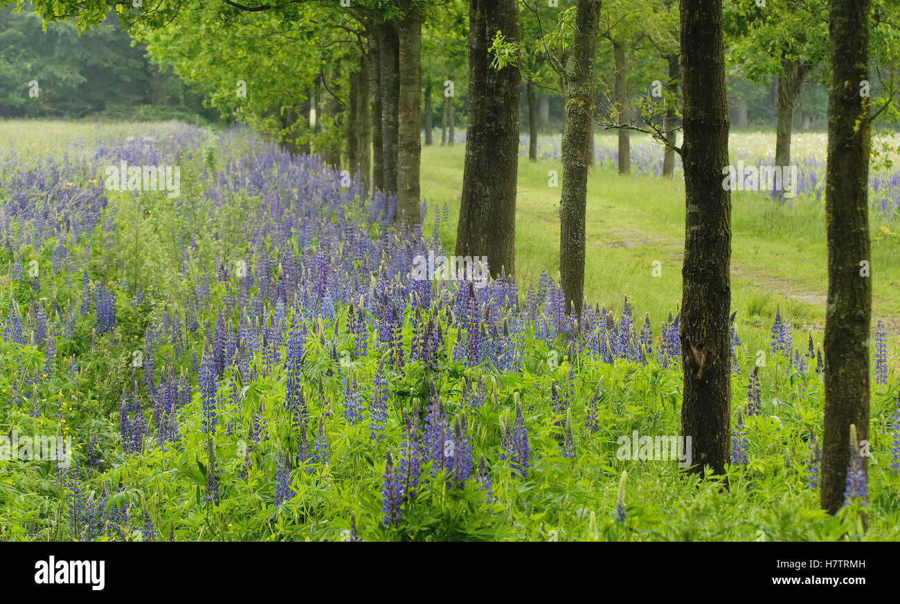 Narrow-leaved Blue Lupin (Lupinus angustifolius) and trees lining a ...