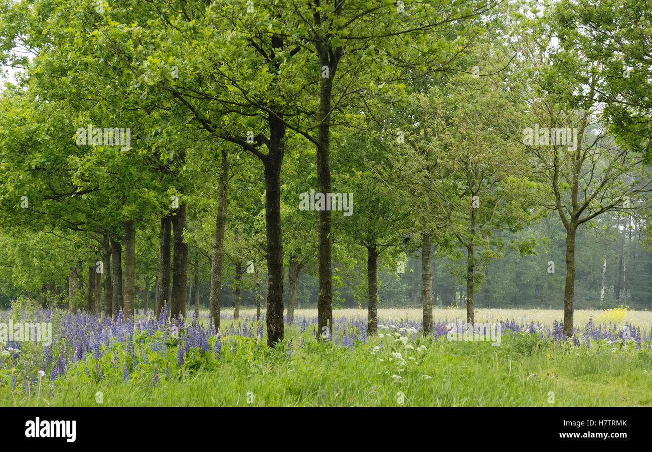 Narrow-leaved Blue Lupin (Lupinus angustifolius) and trees, Eesveen ...