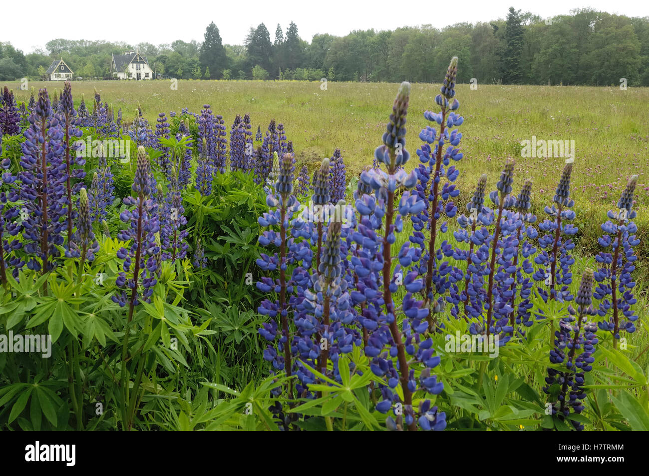Narrow-leaved Blue Lupin (Lupinus angustifolius) at edge of field ...