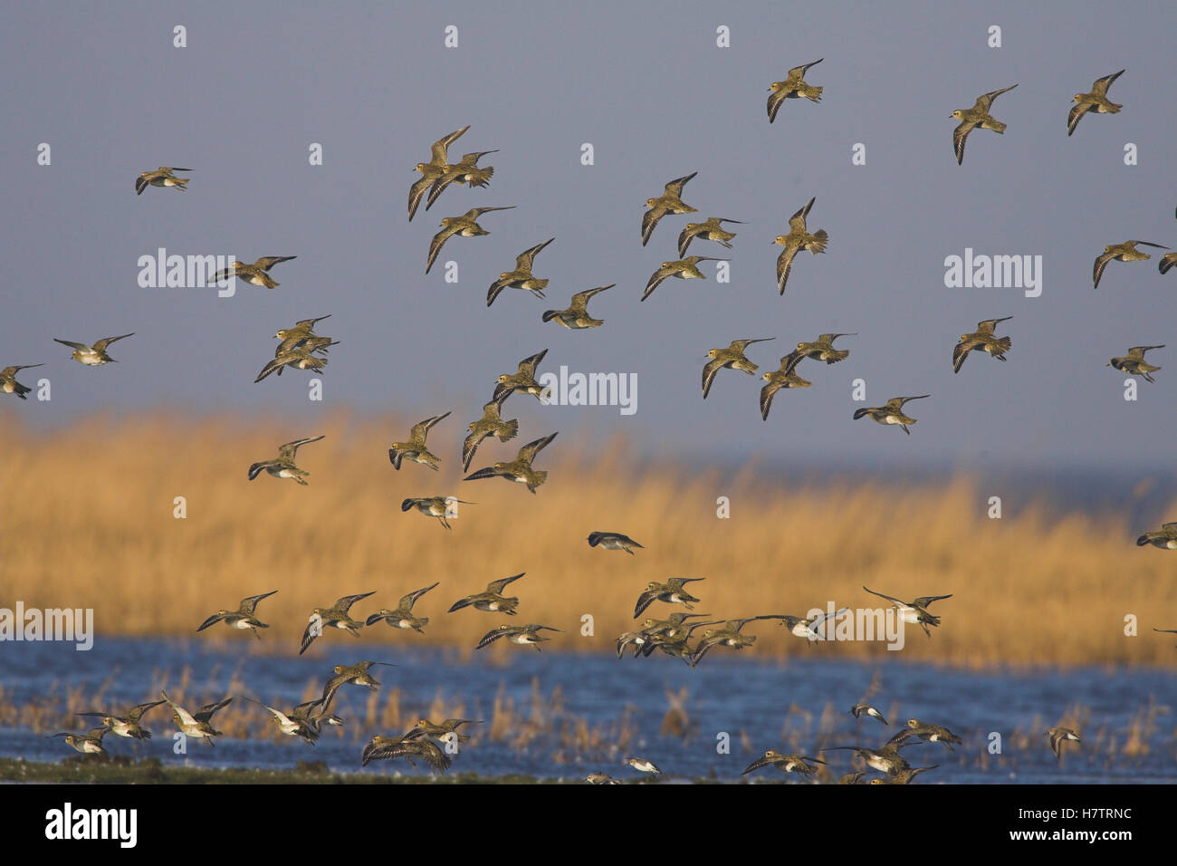 Golden Plover (Pluvialis apricaria) flock flying above wetland, Workum ...