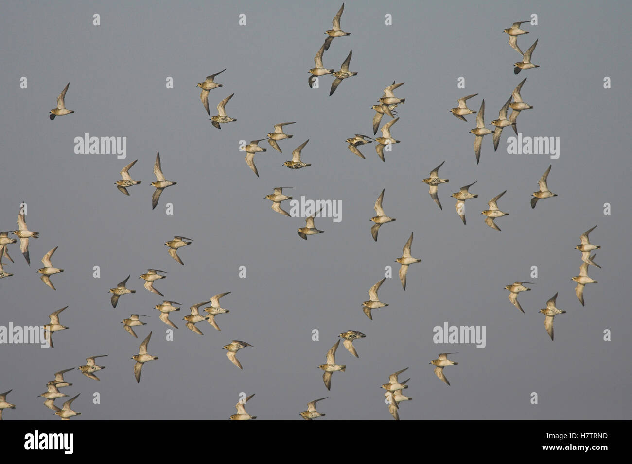 Golden Plover (Pluvialis apricaria) flock flying, Workum, Netherlands ...