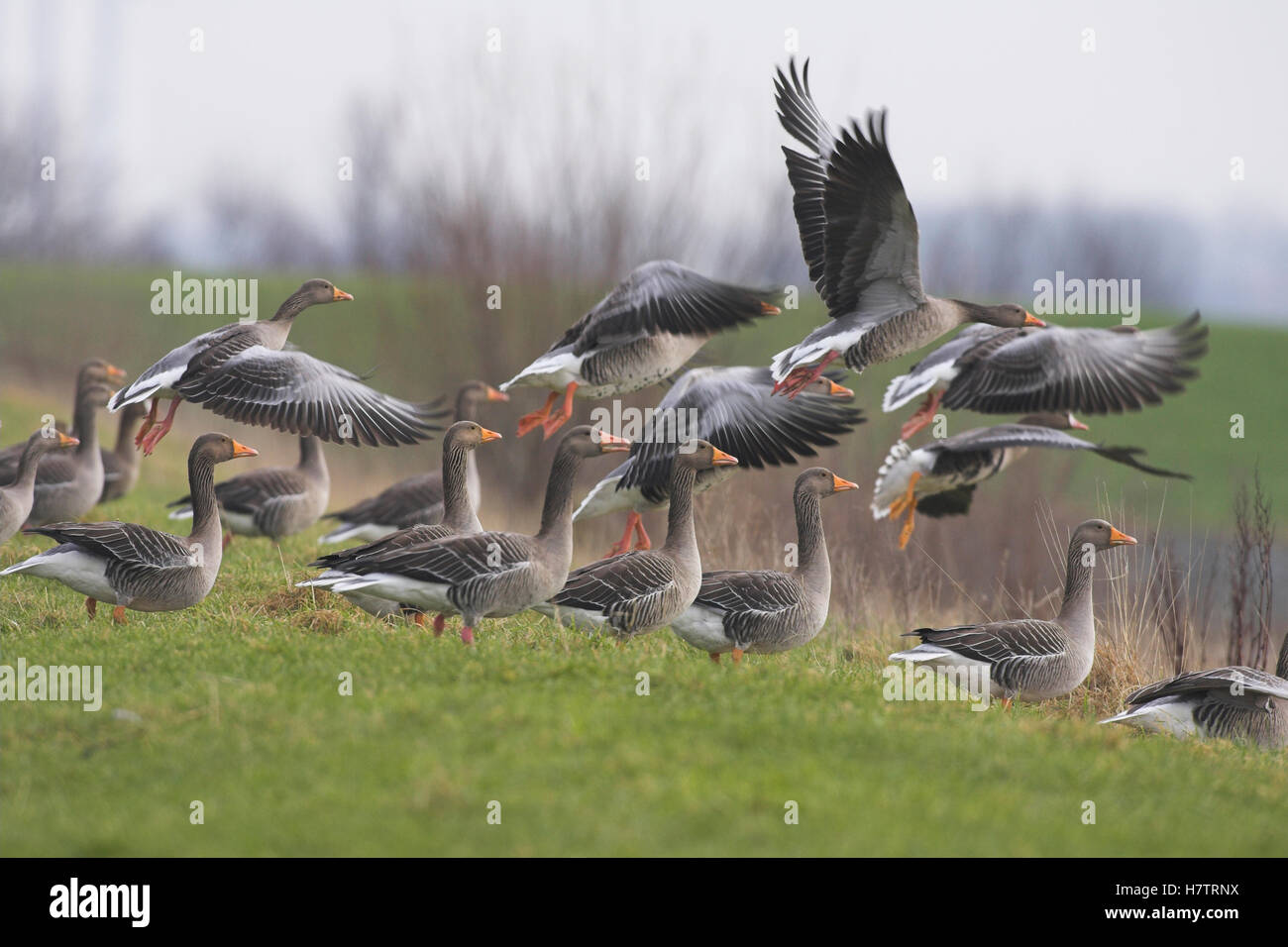 Greylag Goose (Anser anser) flock taking off, Friesland, Netherlands ...