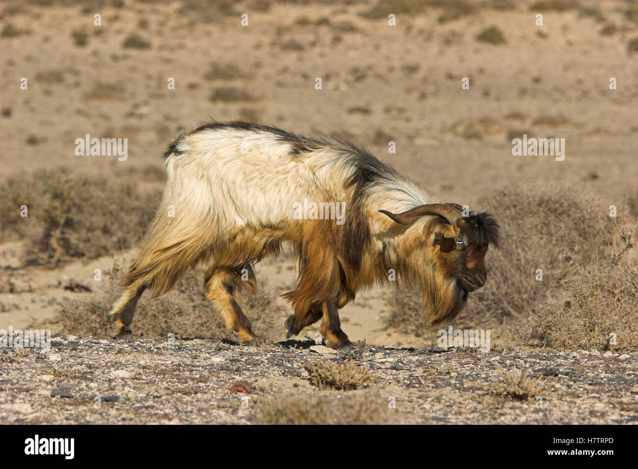 Wild Goat (Capra aegagrus) walking through semi-desert, Fuerteventura ...