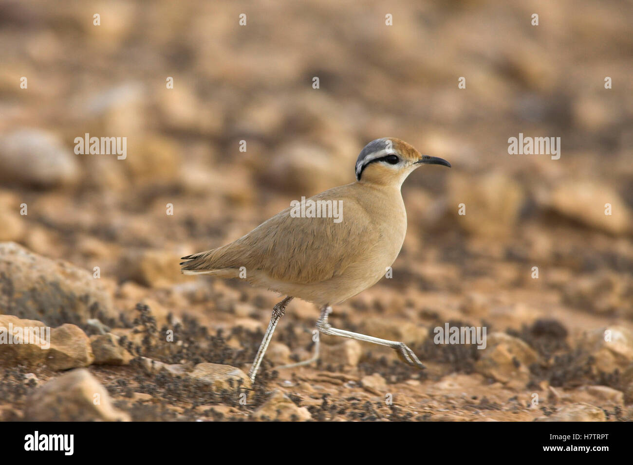 Cream-colored Courser (Cursorius cursor) running, Fuerteventura, Spain ...