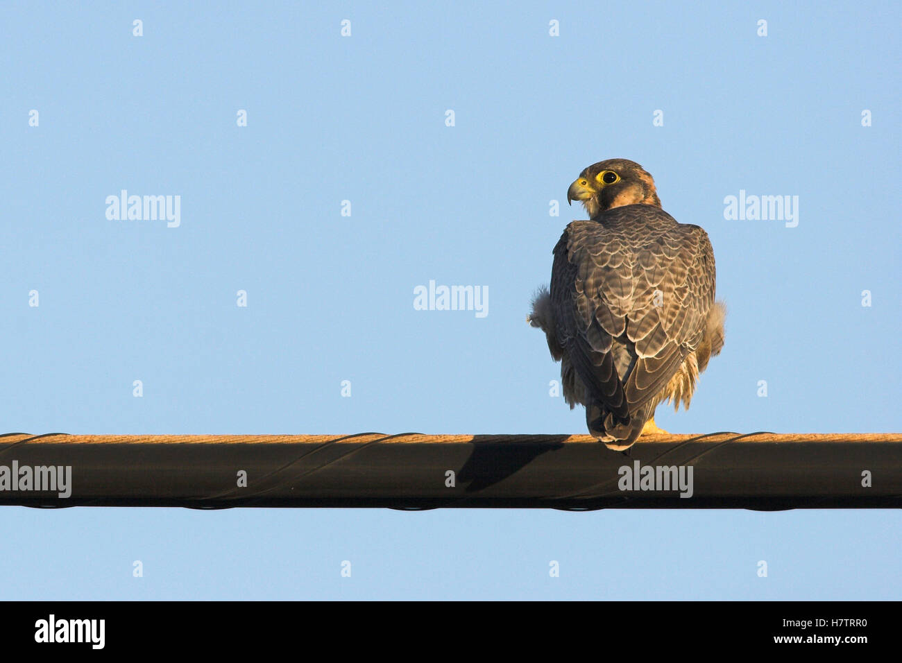 Barbary Falcon (Falco pelegrinoides) sitting on beam, Fuerteventura ...