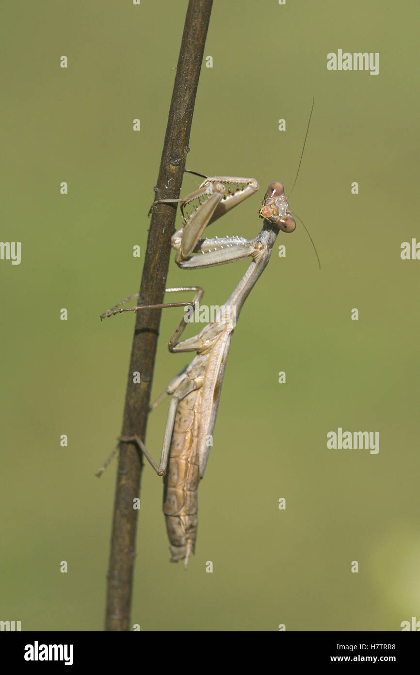 European Mantid (Mantis religiosa) on stem, Lake Kerkini, Greece Stock ...