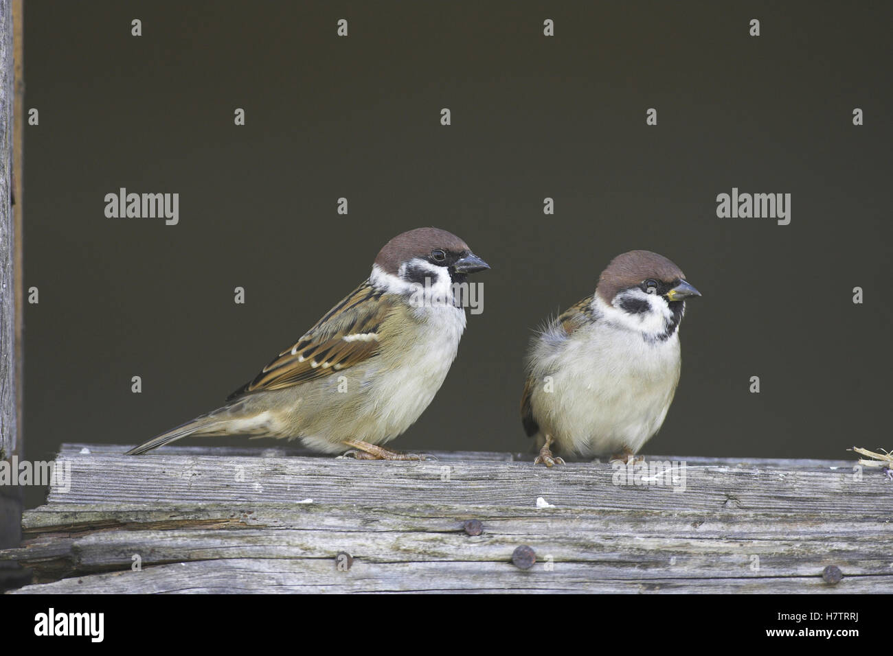 Eurasian Tree Sparrow (Passer montanus) pair, Lake Kerkini, Greece ...