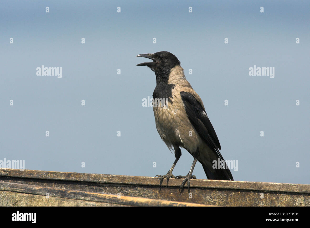 Hooded Crow (Corvus cornix) calling, Lake Kerkini, Greece Stock Photo ...