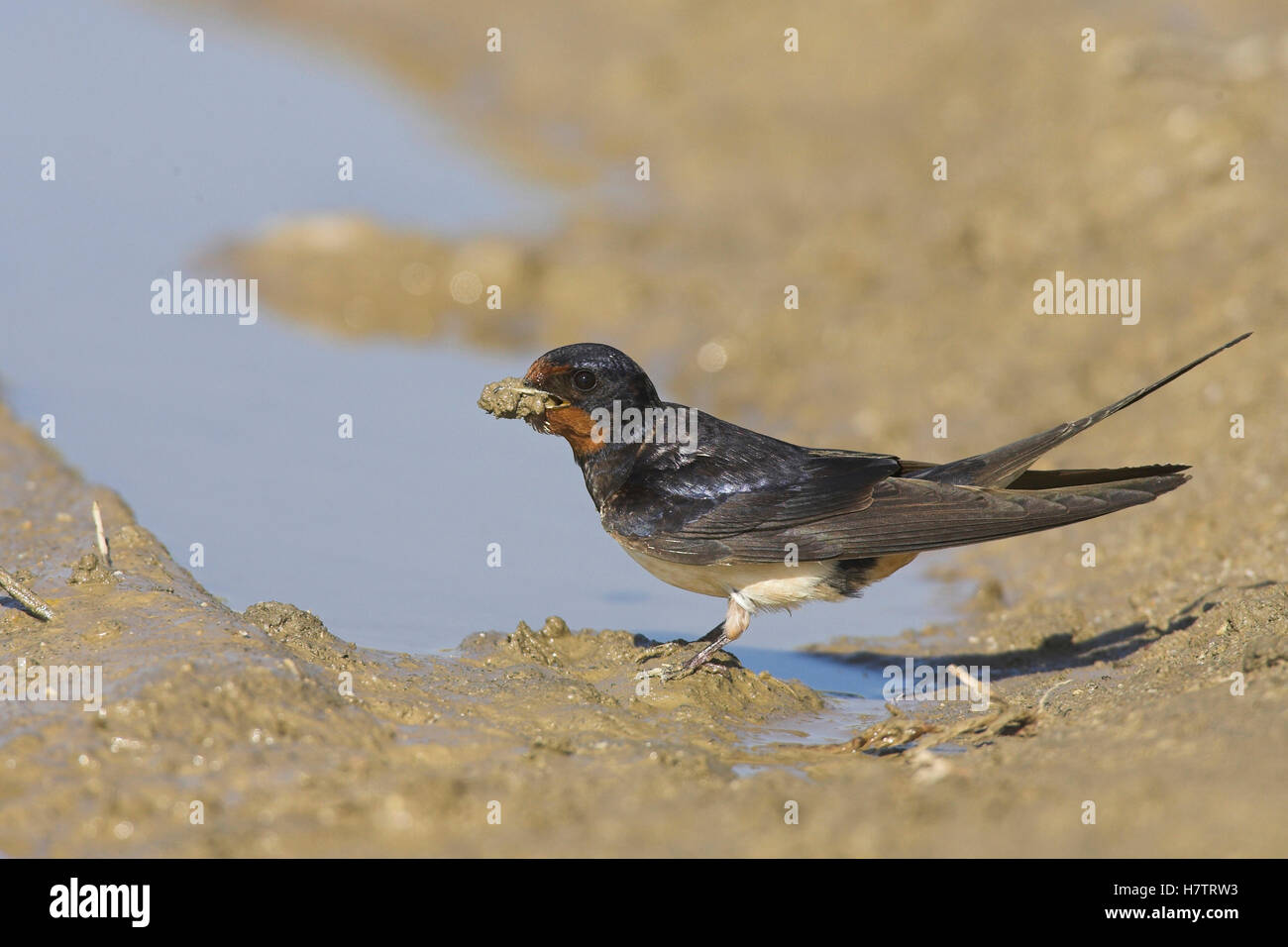 Barn Swallow (Hirundo rustica) gathering mud as nesting material ...