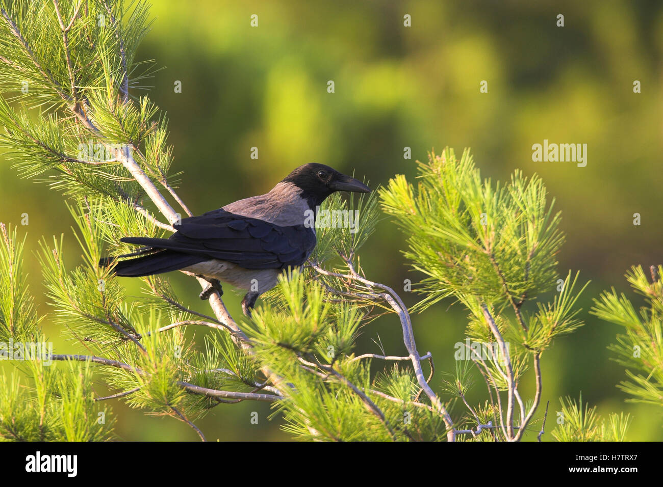 Hooded Crow (Corvus cornix), Halkidiki, Greece Stock Photo - Alamy