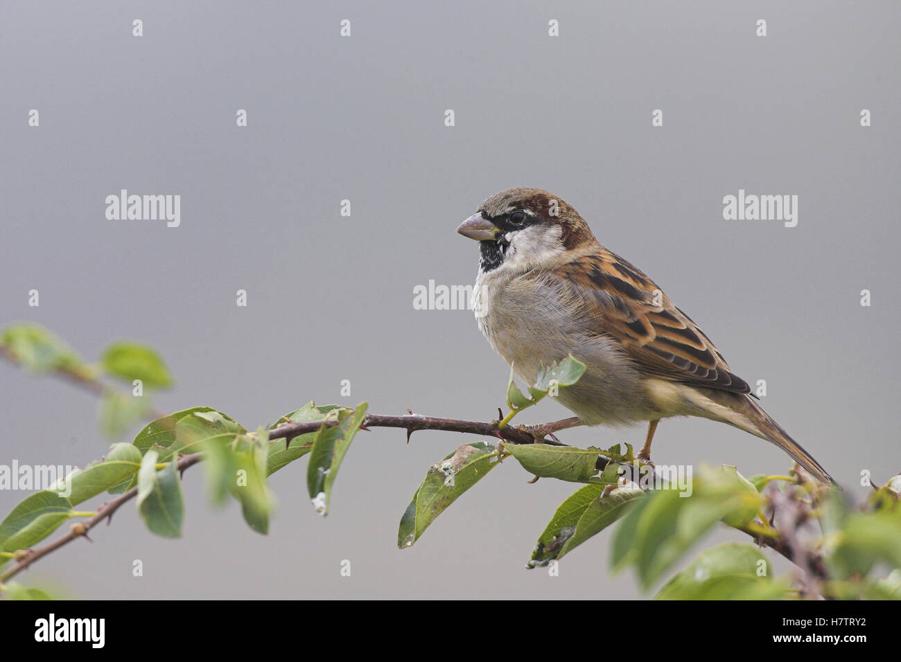 House Sparrow (Passer domesticus) male, Lake Kerkini, Greece Stock ...