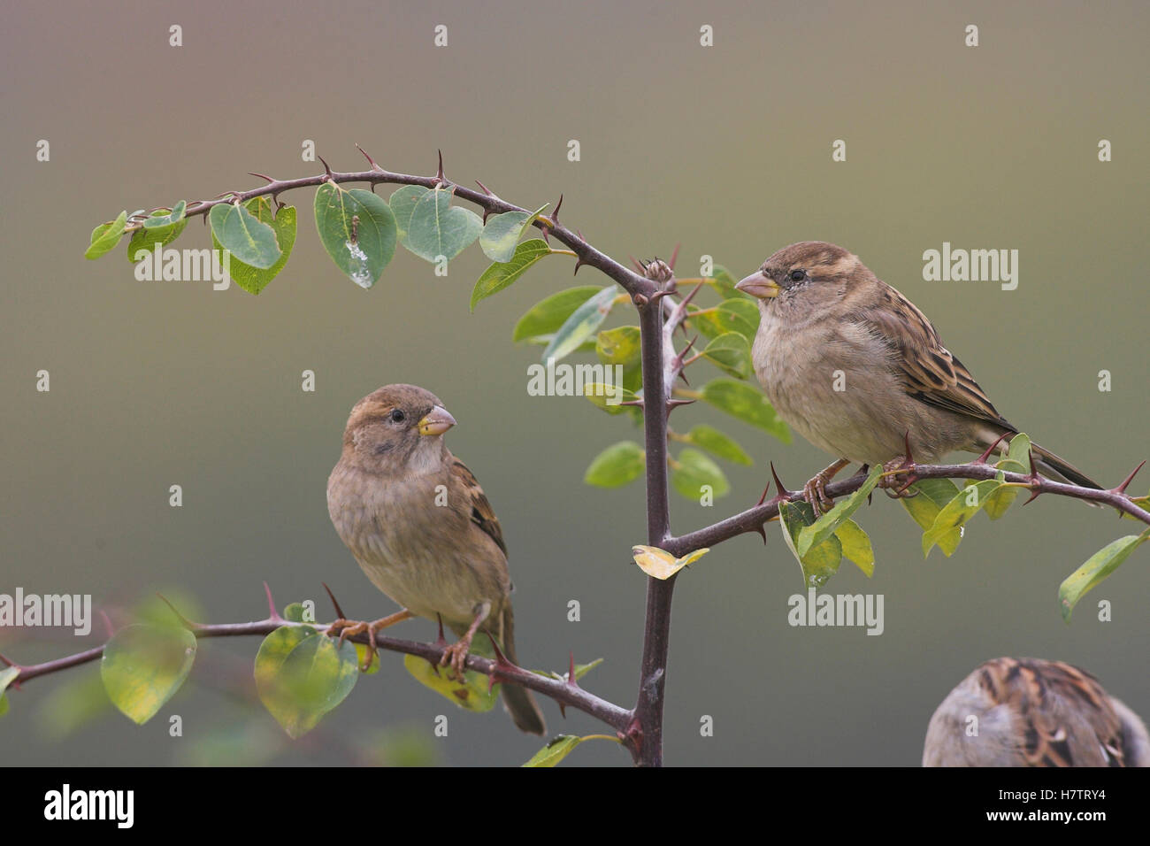 House Sparrow (Passer domesticus) female pair, Lake Kerkini, Greece ...