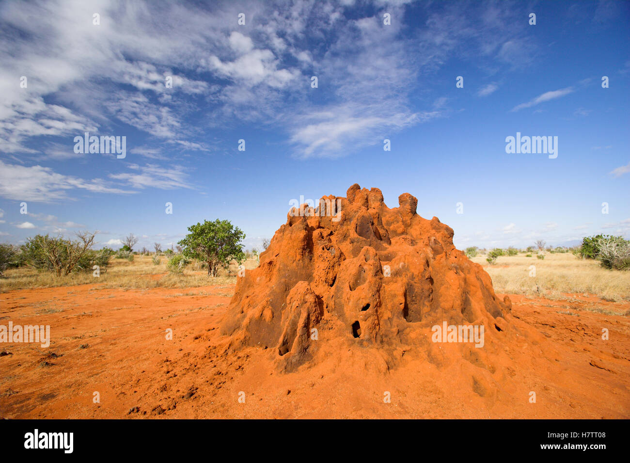 Termite mound, Tsavo East National Park, Kenya Stock Photo - Alamy