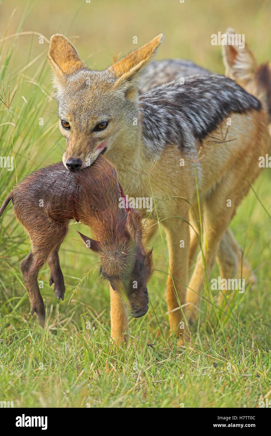 Black-backed Jackal (Canis mesomelas) and captured young Warthog ...