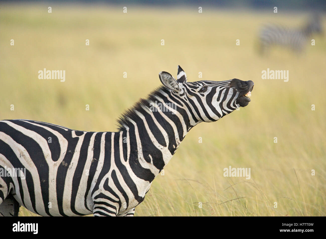 Burchell's Zebra (Equus burchellii) male flehming, Masai Mara National ...