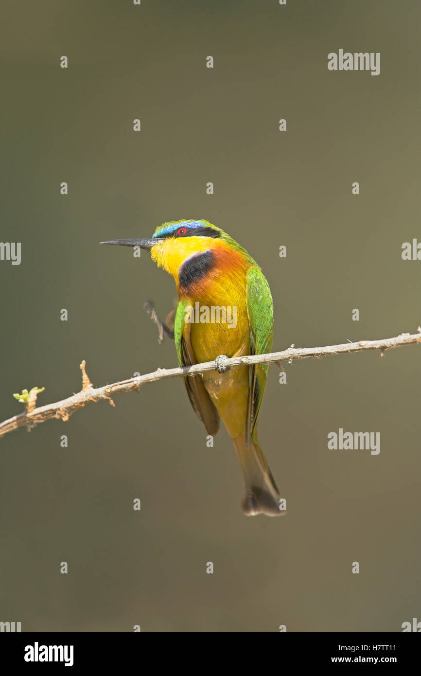 Little Bee-eater (Merops pusillus) scratching its head, Samburu ...
