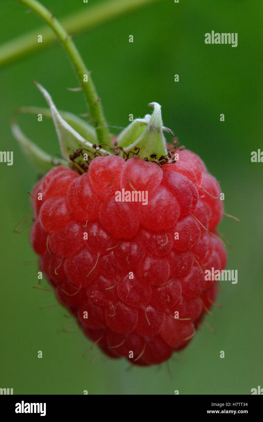 European Raspberry (Rubus idaeus) fruit, Europe Stock Photo - Alamy