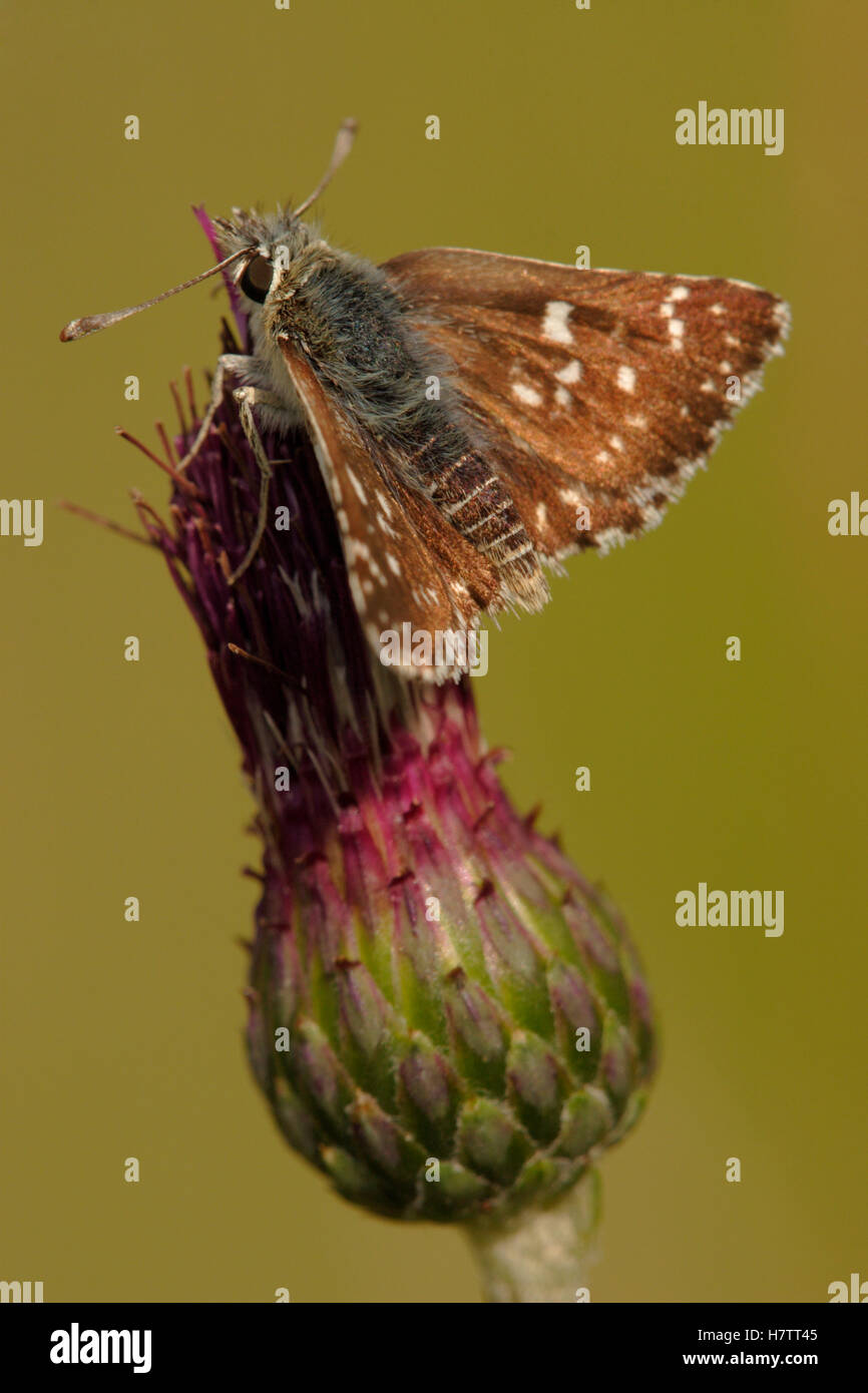 Red Underwing Skipper (Spialia sertorius) butterfly, Netherlands Stock ...