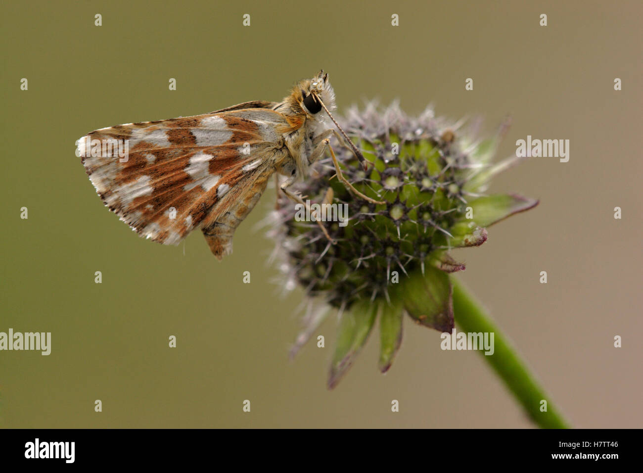 Red Underwing Skipper (Spialia sertorius) butterfly, Netherlands Stock ...