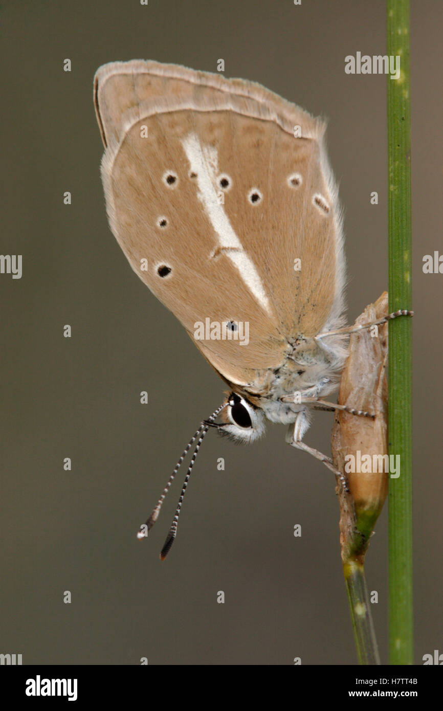 Damon Blue (Agrodiaetus damon) butterfly on grass, Netherlands Stock ...
