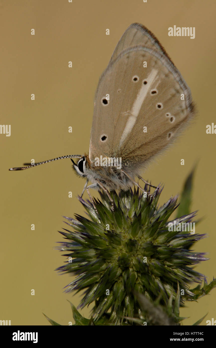 Damon Blue (Agrodiaetus damon) butterfly on thistle bud, Netherlands ...