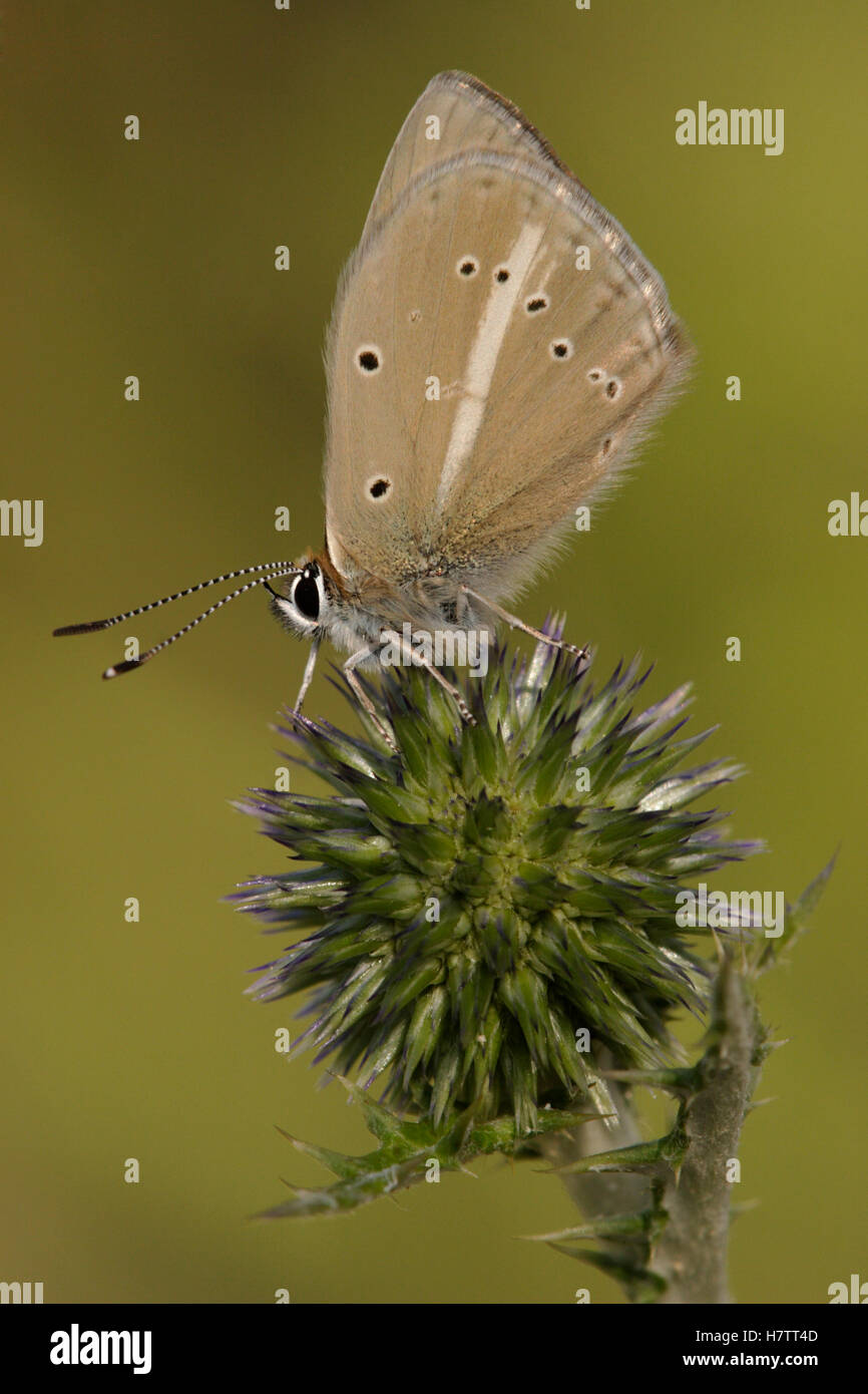 Damon Blue (Agrodiaetus damon) butterfly on thistle bud, Netherlands ...