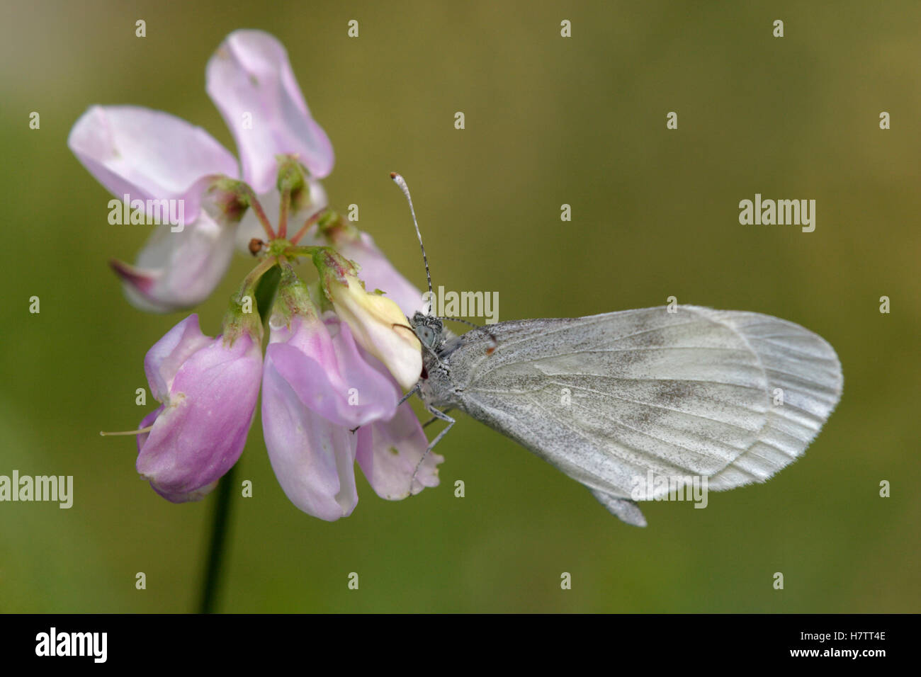 Wood White (Leptidea sinapis) butterfly on flower, Netherlands Stock ...