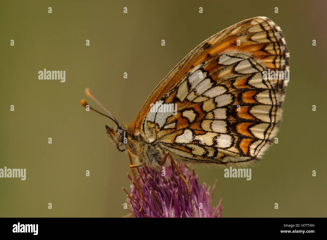Heath Fritillary (Melitaea athalia) butterfly, Netherlands Stock Photo ...