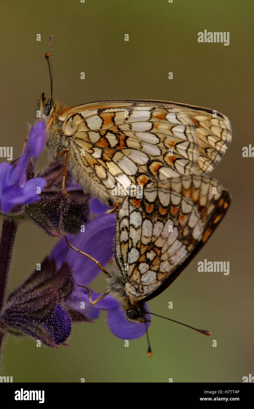 Heath Fritillary (Melitaea athalia) butterfly pair mating, Col de Muse ...