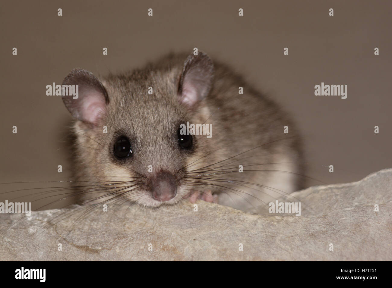 Fat Dormouse (Glis glis) young peeking over rock, St. Nazaire le Desert ...