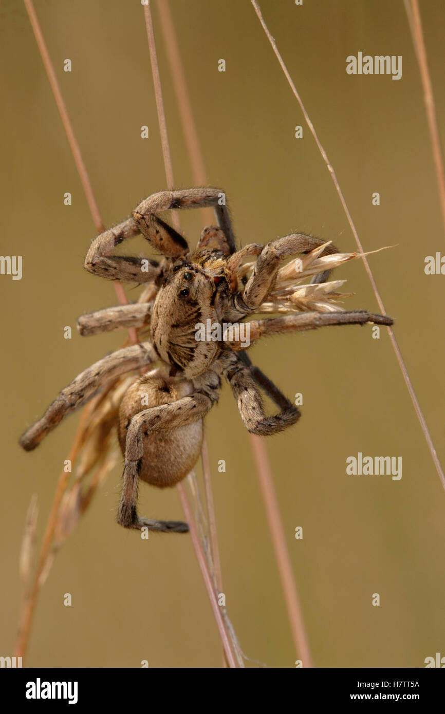 Wolf Spider (Lycosa sp) on grass, St. Nazaire le Desert, France Stock ...