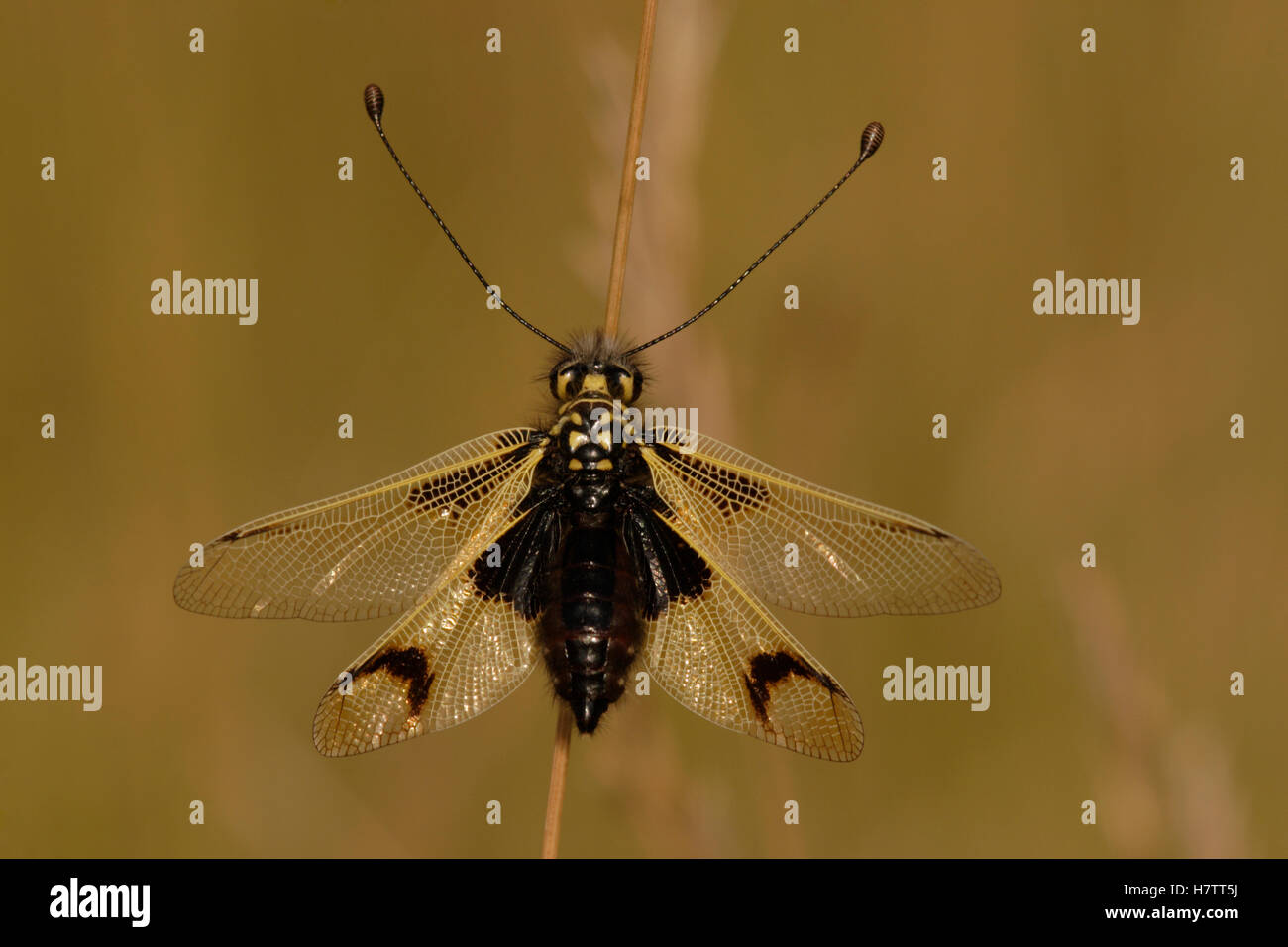Owl Fly (Ascalaphus sp) on grass, St. Nazaire le Desert, France Stock ...