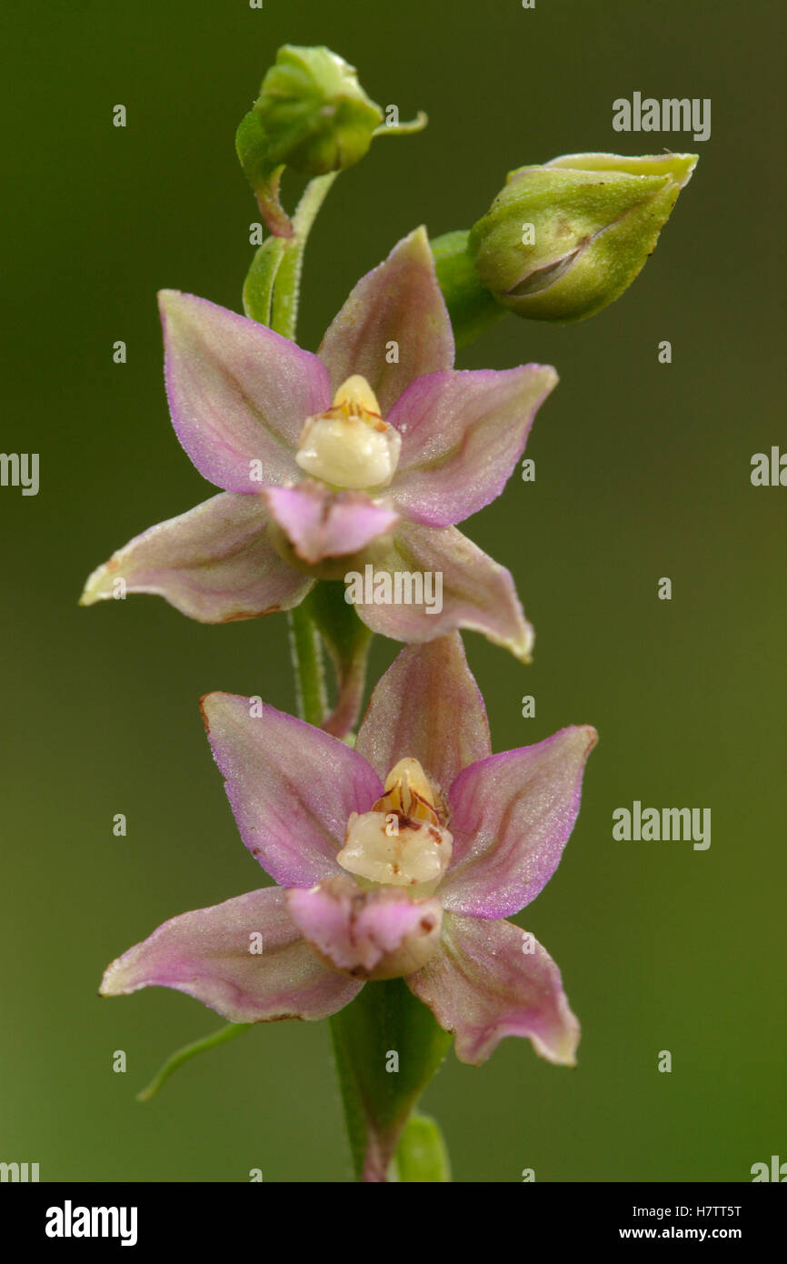 Broad-leaved Helleborine (Epipactis helleborine) flowers, Netherlands ...