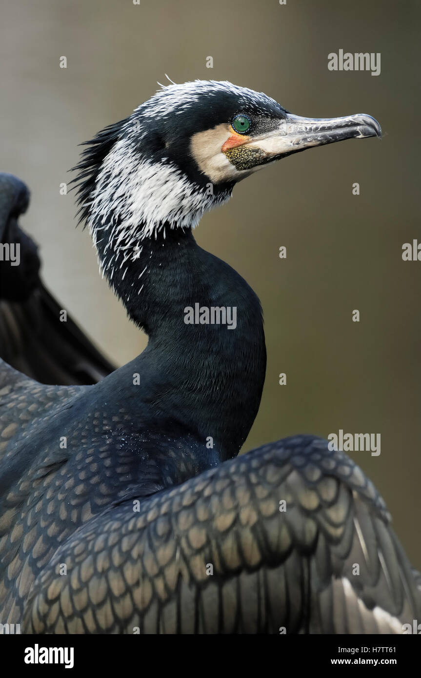 Great Cormorant (Phalacrocorax carbo) portrait in breeding plumage ...
