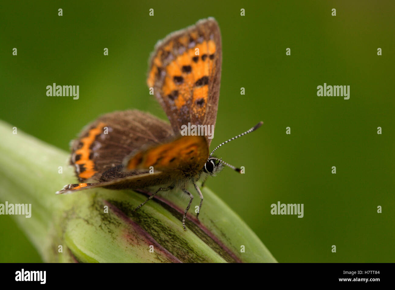 Violet Copper (Lycaena helle) butterfly, Germany Stock Photo - Alamy