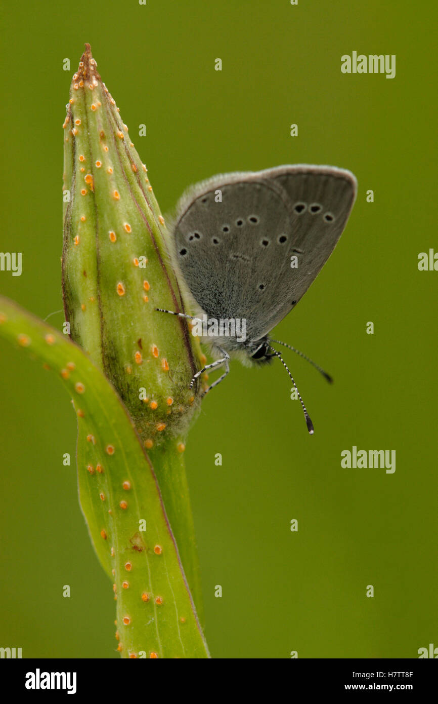 Little Blue Butterfly (Cupido minimus) on bud, Germany Stock Photo - Alamy