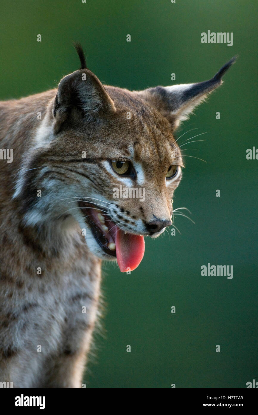 Eurasian Lynx (Lynx lynx) portrait, Neuhaus, Germany Stock Photo - Alamy