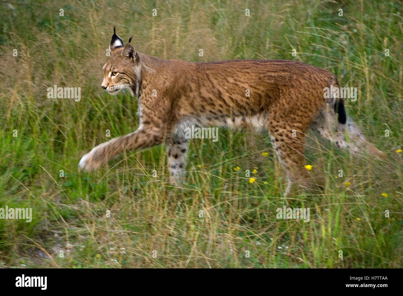 Eurasian Lynx (Lynx lynx) walking, Neuhaus, Germany Stock Photo - Alamy