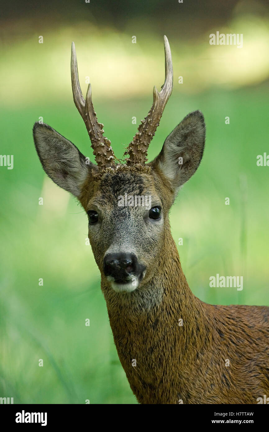Western Roe Deer (Capreolus capreolus) portrait, Vechta, Germany Stock ...