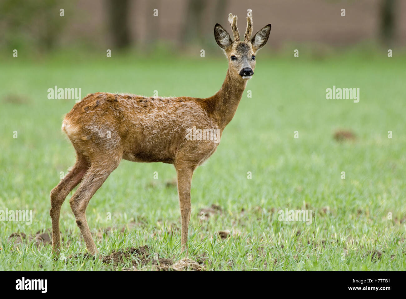 Western Roe Deer (Capreolus capreolus), Vechta, Germany Stock Photo - Alamy