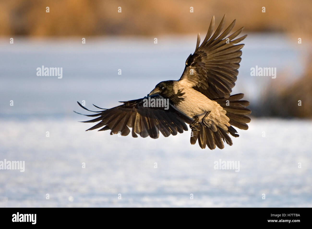 Hooded Crow (Corvus cornix) flying, Feldberg, Germany Stock Photo - Alamy