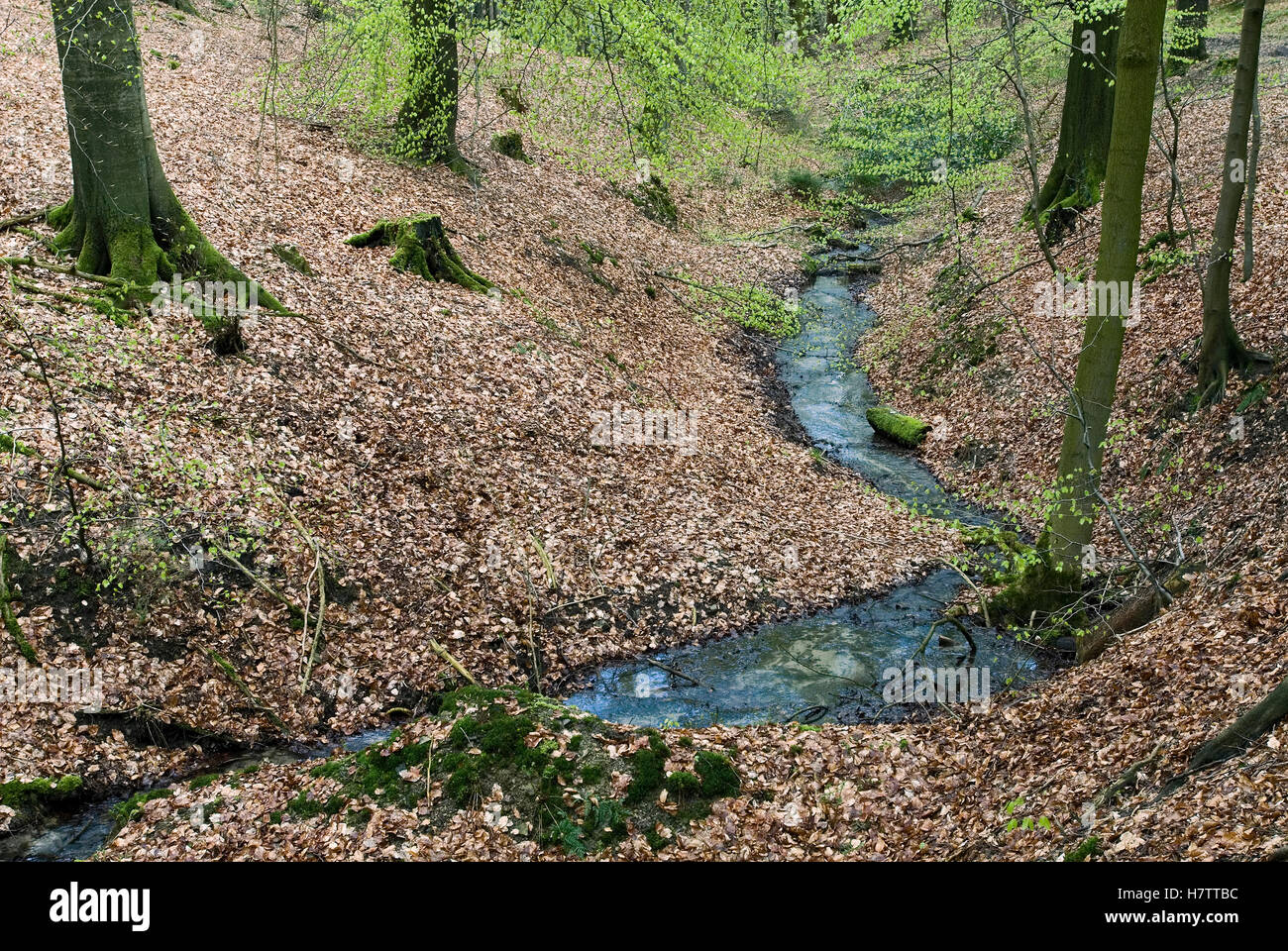 Creek running through deciduous forest, Bad Essen, Germany Stock Photo ...