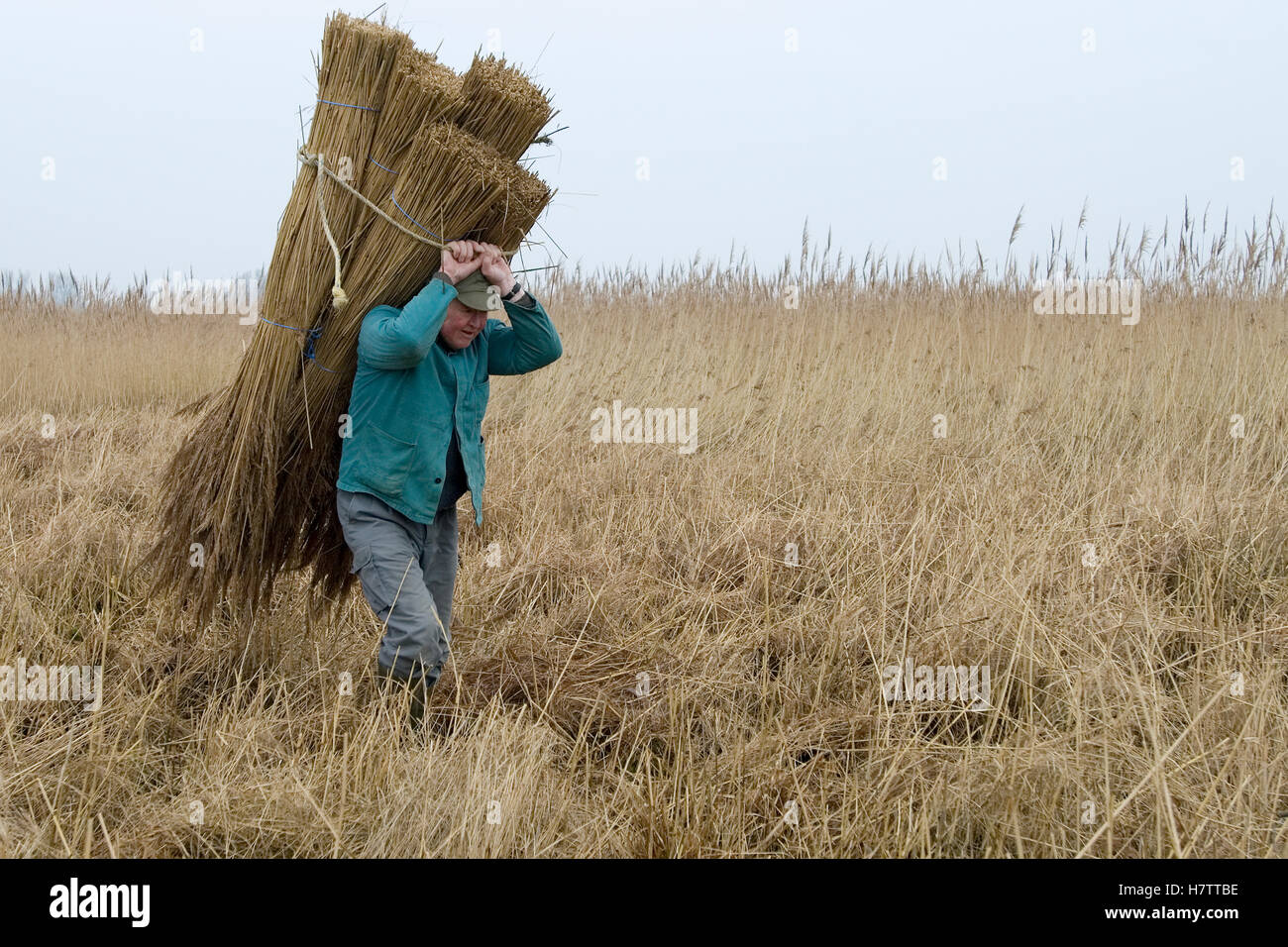 Man carrying reed bundles through field, Germany Stock Photo - Alamy