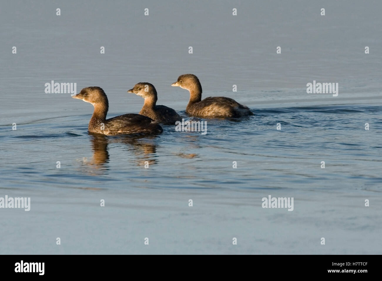 Pied-billed Grebe (Podilymbus podiceps) family, Florida Stock Photo - Alamy
